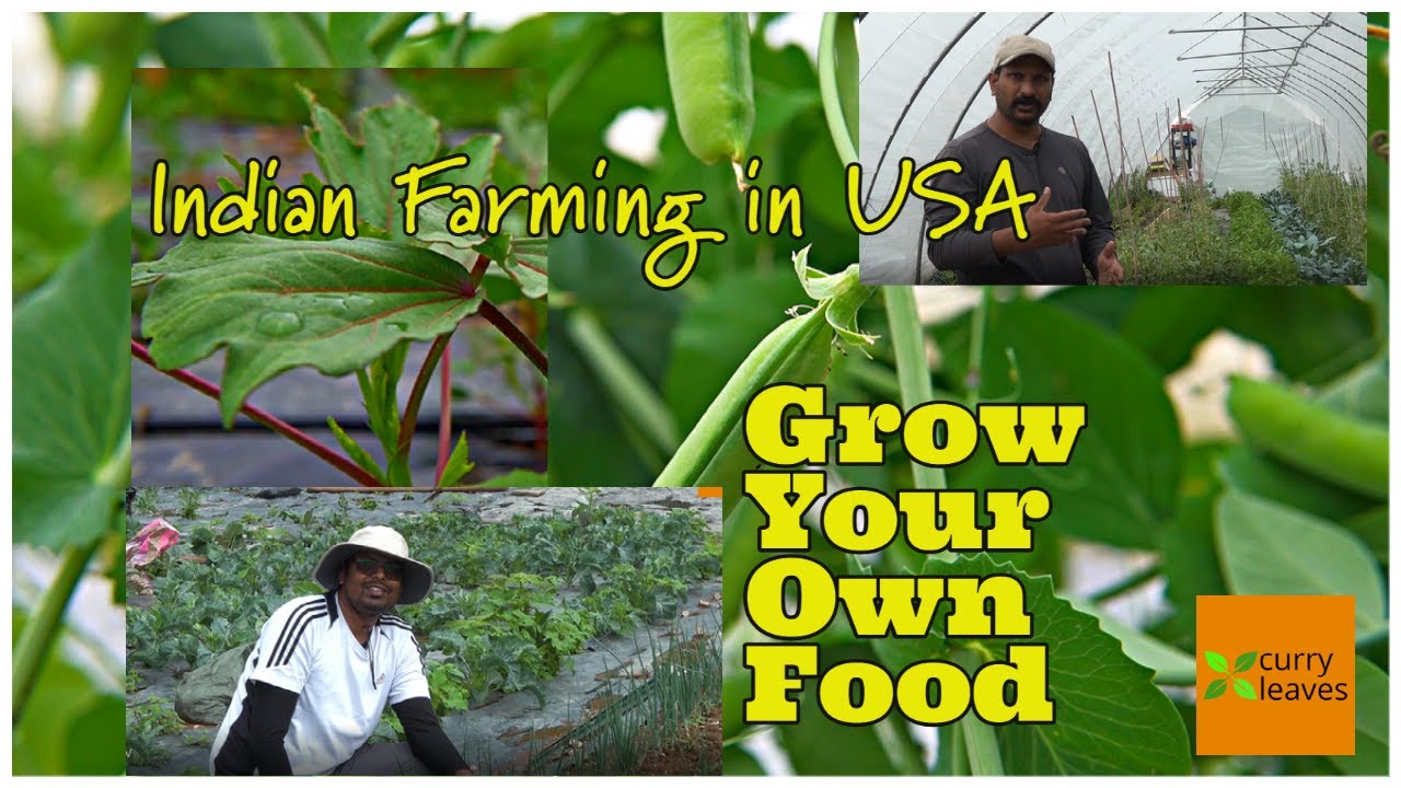 Indian farming in USA - Grow your own food - YouTube