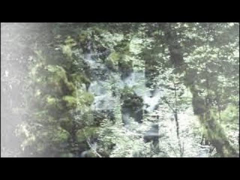 Sleeping In The Forest by Mary Oliver - YouTube