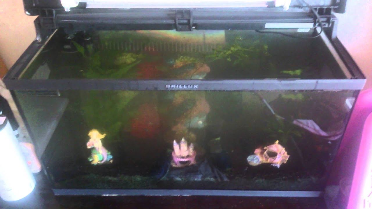 Warning - you may crack your aquarium if not level - YouTube