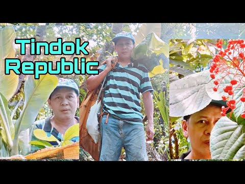 Tindok Republic - YouTube