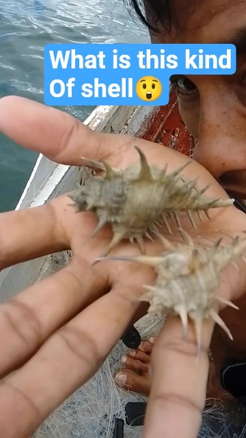 look is a dangerous shell - YouTube