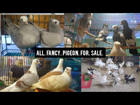 Sold ot ALL FANCY PIGEONS || IN MUMBAI || - YouTube