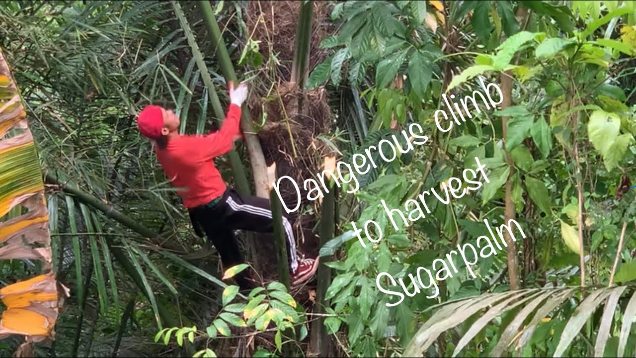 Sugarpalm (Kaong) Harvesting: Tough and Rough #lovefarmlife - YouTube