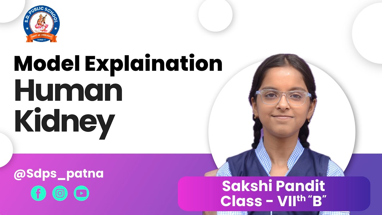 Human Kidney Explanation | Fun & Educational Science Project | @Sdps ...