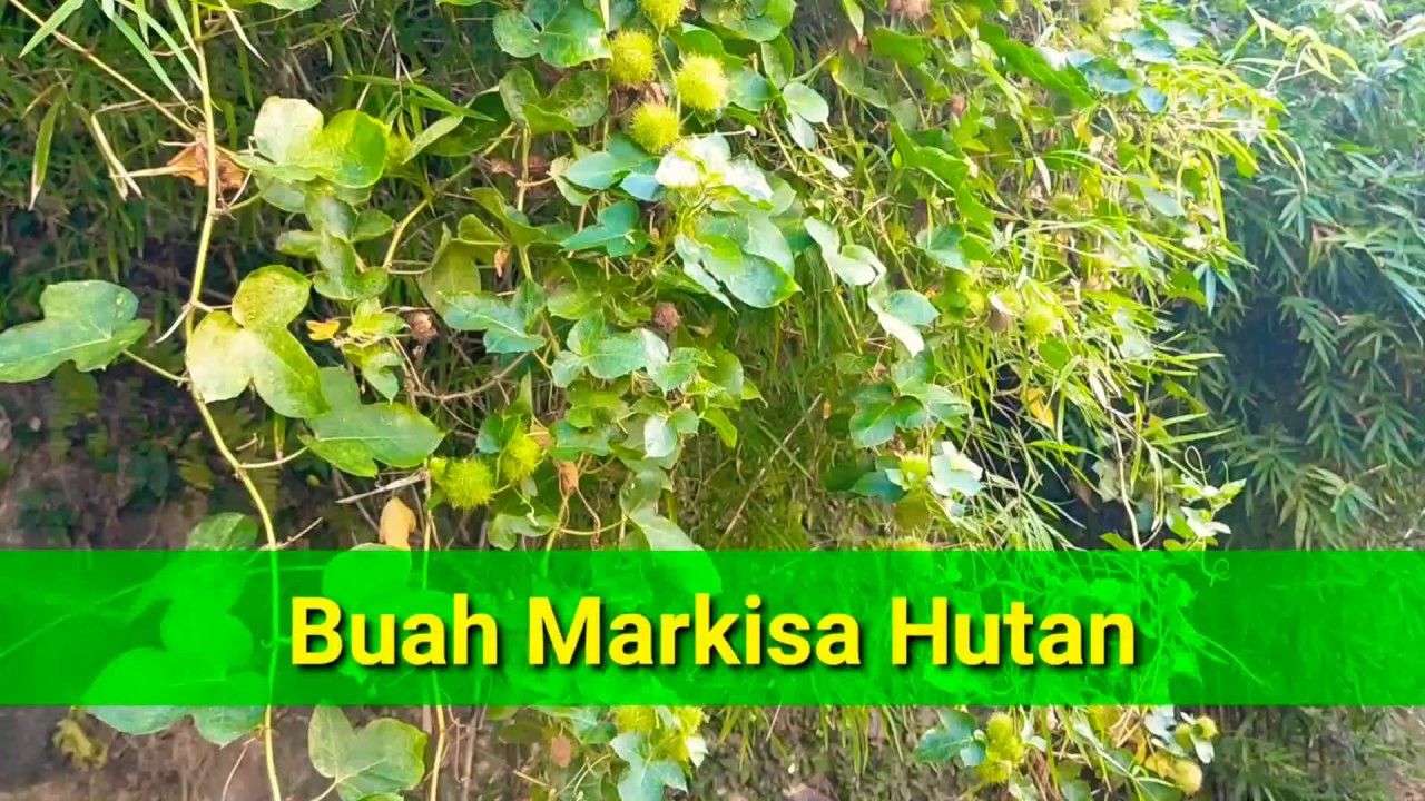 Buah Markisa Hutan Di Sudut Kota Ternate - YouTube