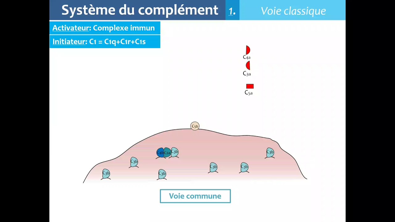 Système du complément - YouTube