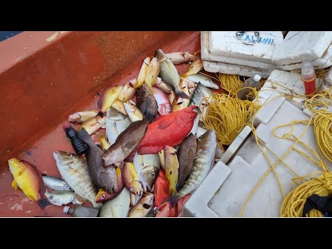 Red Grouper & Eel Fish Catching Video - YouTube