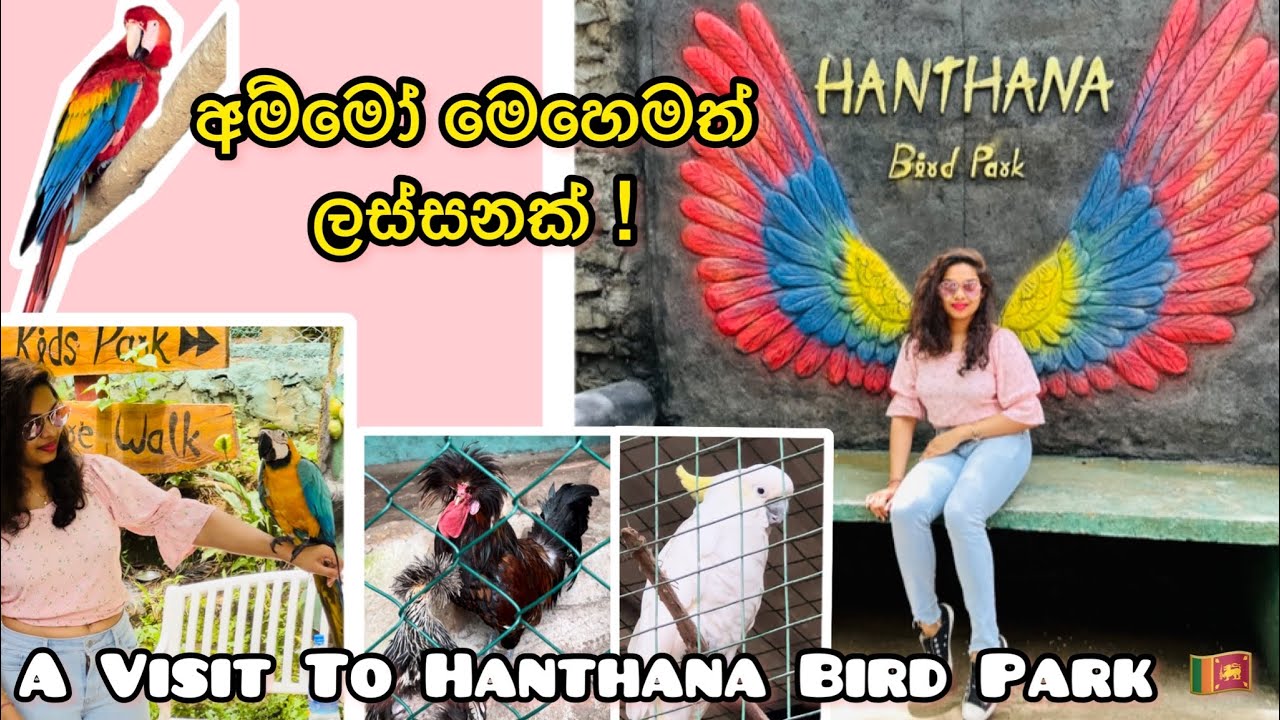 HANTHANA BIRD PARK - KANDY, SRI LANKA | හන්තාන කුරුලු උයන - YouTube