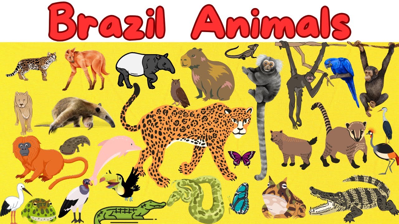 Animals for Kids | Brazil Animals | Learning Educational Video for ...