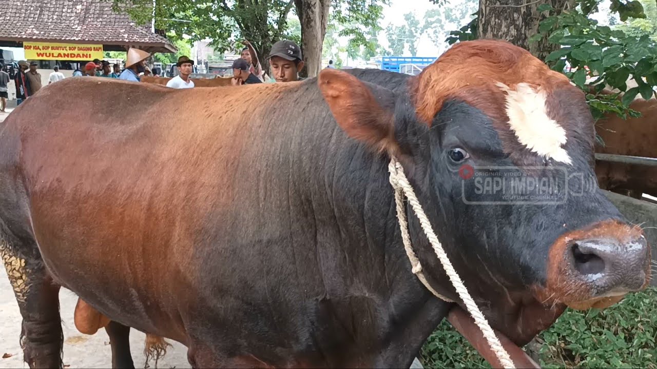 33 Juta !! Sapi Pegon Super Asli Gunung Kidul Calon Monster !! - YouTube