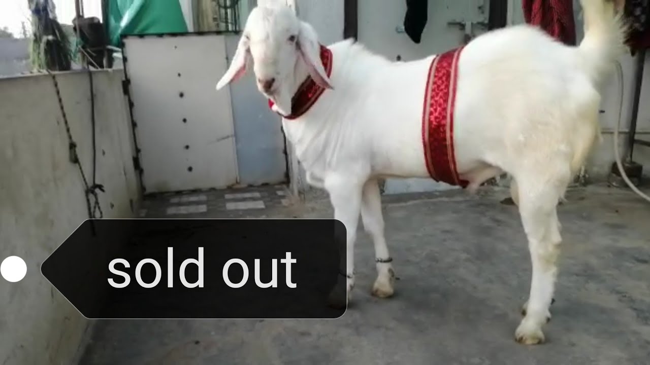 for sale ,sojat bakra breeding ke liye, sojat bakra, - YouTube