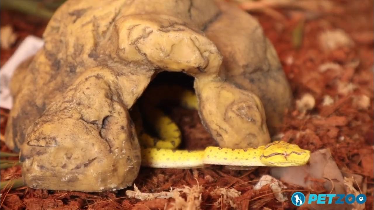 Watch a Baby Green Tree Python Hiding in a Reptile Cave - YouTube