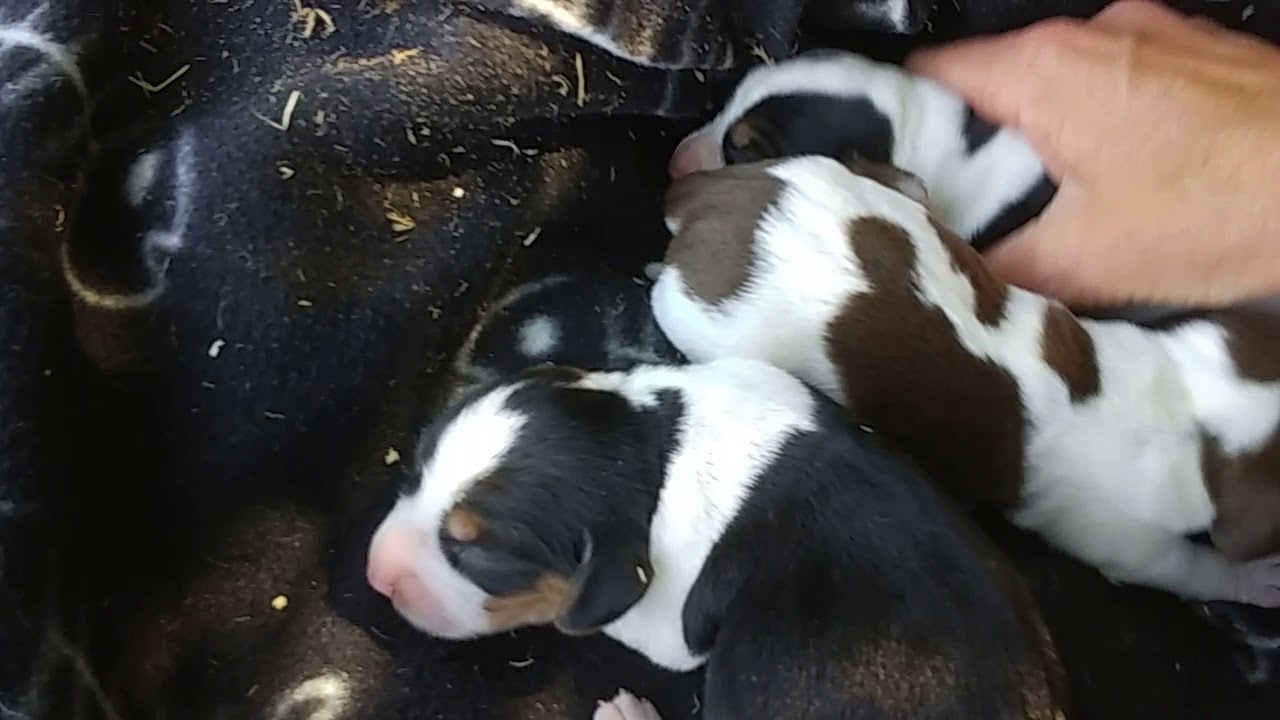 7 new Beagle babies!! Ambers little puppies have arrived! Born June 29 ...