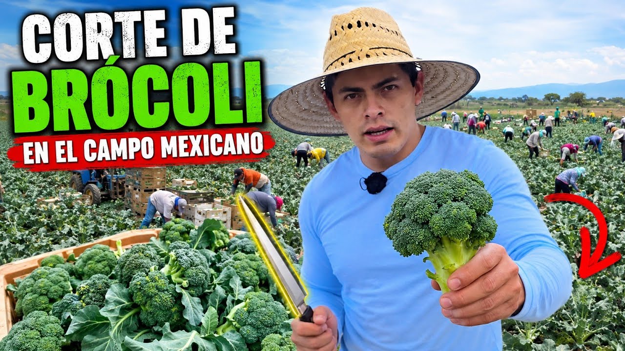 Corte y Cosecha de BROCOLI con Canasta - YouTube