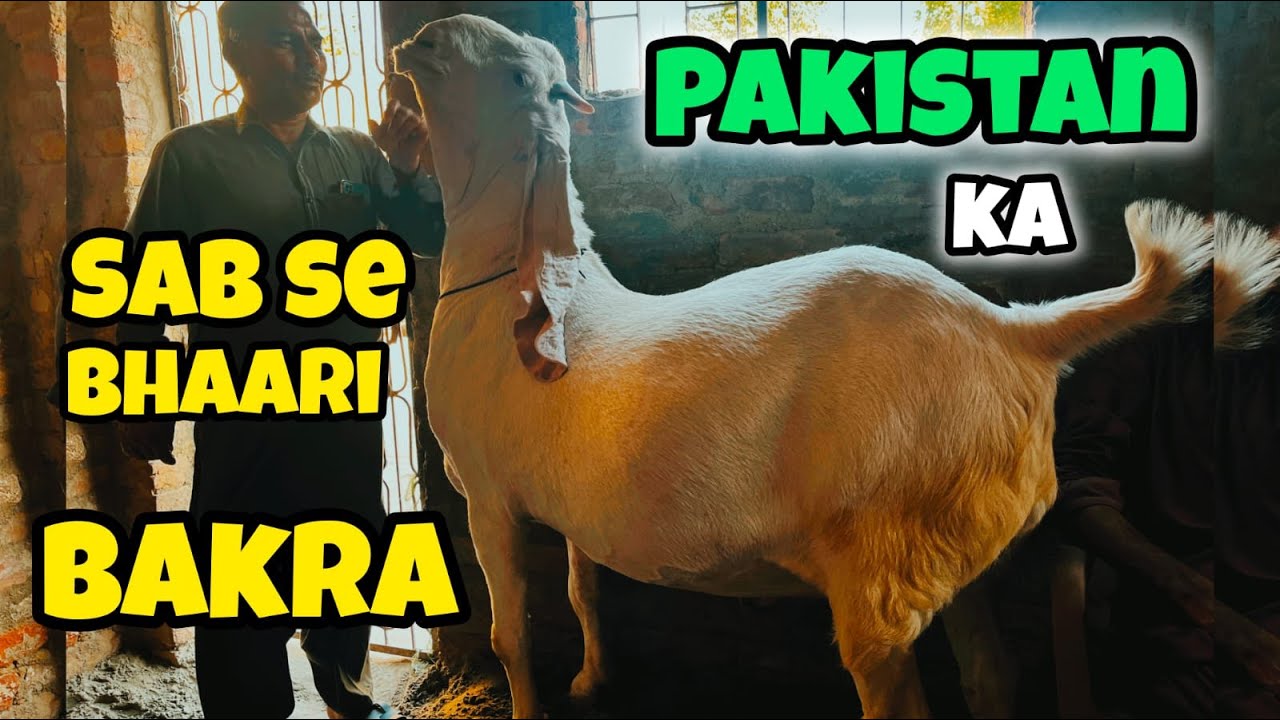 Presenting the BIGGEST GULABI BAKRA - Available for QURBANI LOVERS ...