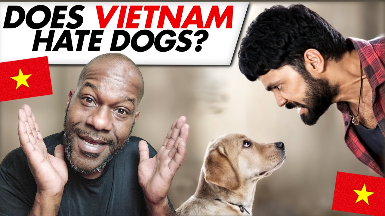 Traveling to Vietnam with Pets - Here's Your Complete Guide - YouTube