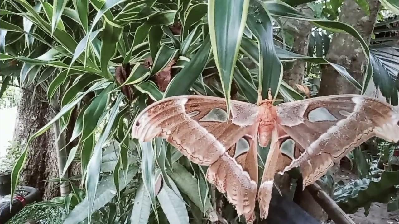 fly high butterfly - YouTube