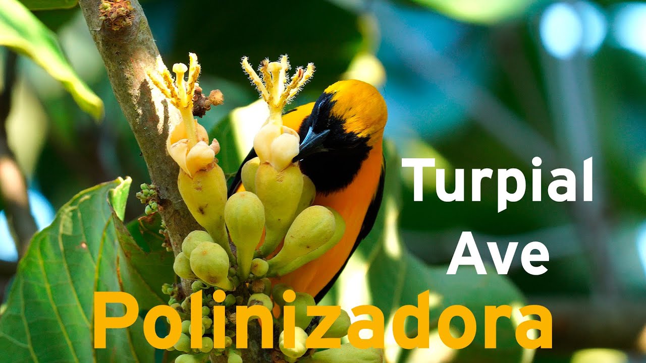 Turpial Dorsidorado | AVES DE COLOMBIA 🐦🦉 - YouTube