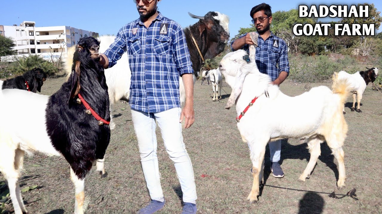 Big Goat's Arrived Palne Wale At Badshah Goat Farm - YouTube