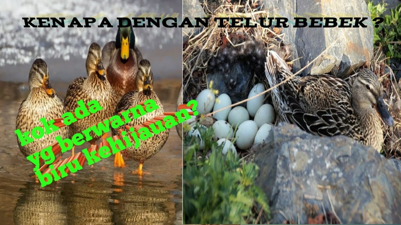 Kenapa telur bebek berwarna biru? Ini penjelasan ilmiahnya - YouTube