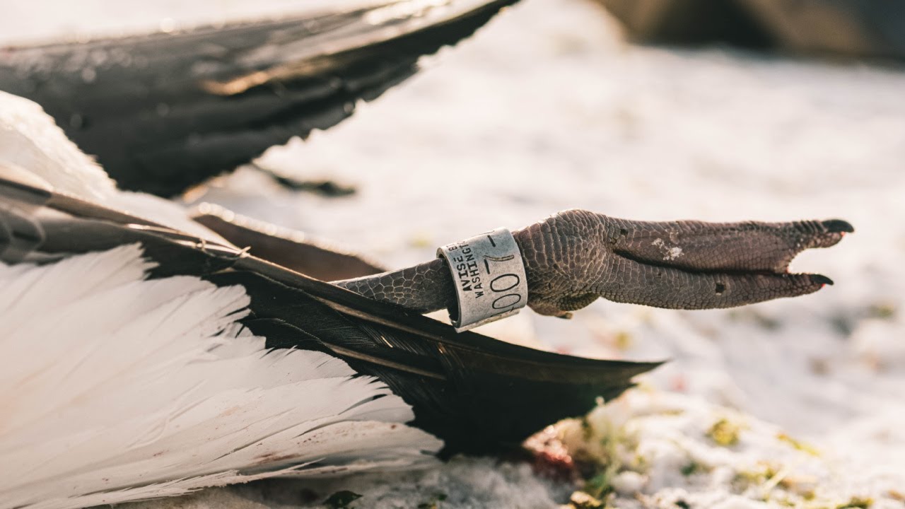 Snow Geese Hunting - ITS BANDED - YouTube
