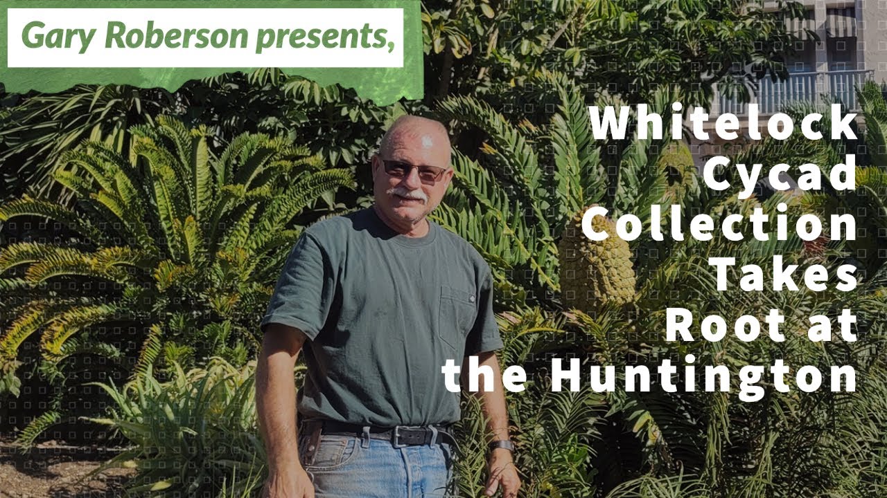 The Whitelock Cycad Collection Takes Root at the Huntington with Gary ...