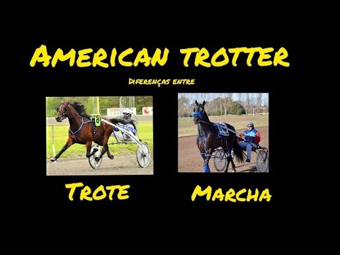 American trotter, como saber se é (TROTE OU MARCHA ) - YouTube