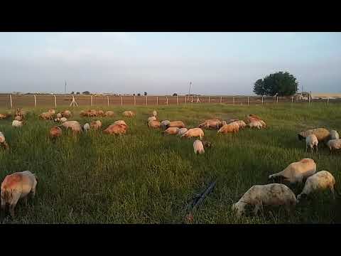 Suruç koyun sürüleri