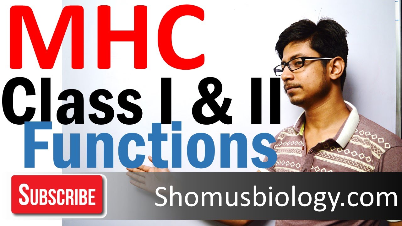 MHC class 1 and 2 | Major histocompatibility complex - YouTube