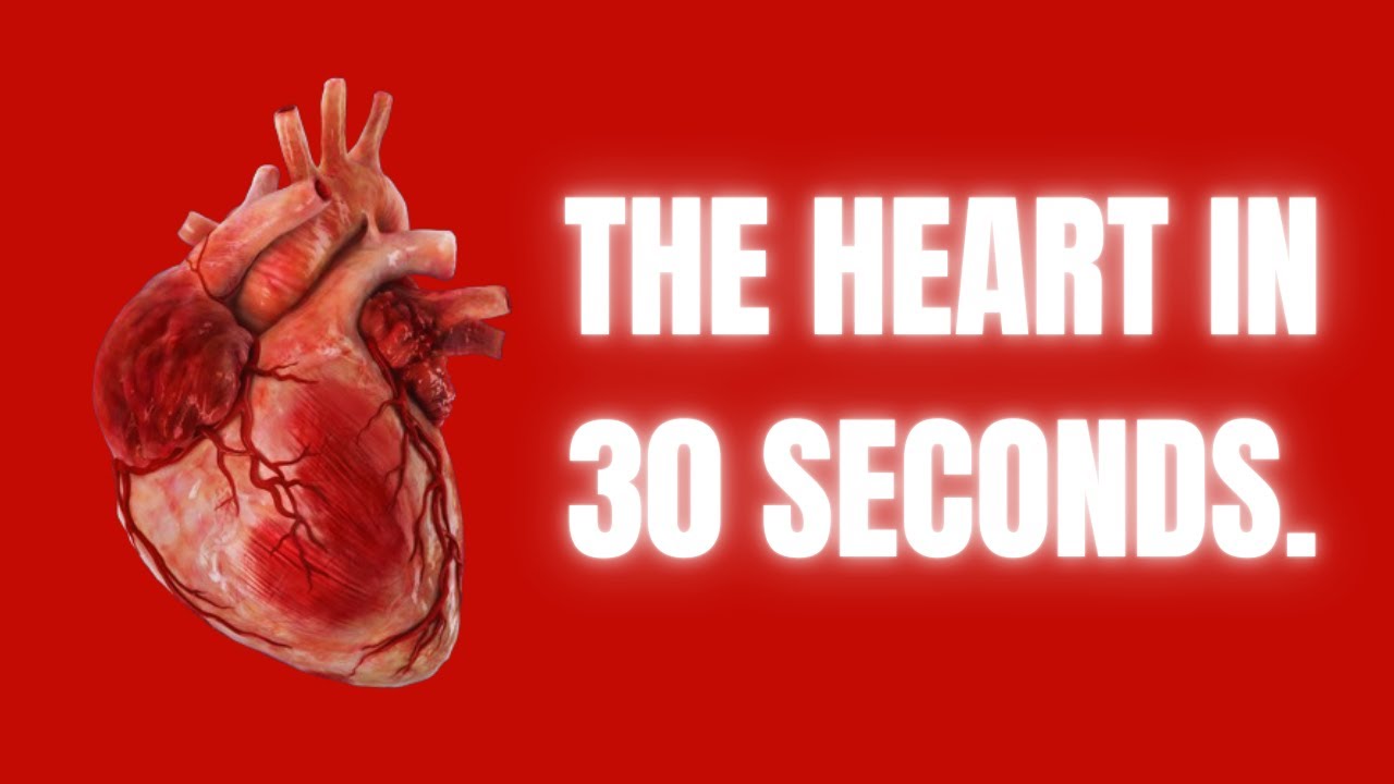 Heart Anatomy ll Learn About Your Heart In 30 Seconds - YouTube