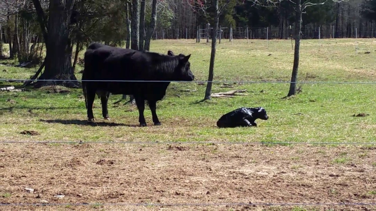 Cow giving birth through calf standing - YouTube