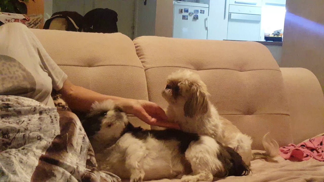 Jealous puppy over a dog, scratching owners hand for attention - YouTube