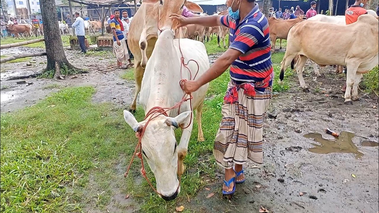 Para gram Gorur Haat || Biggest cow in Bangladesh ||Cow Videos - YouTube