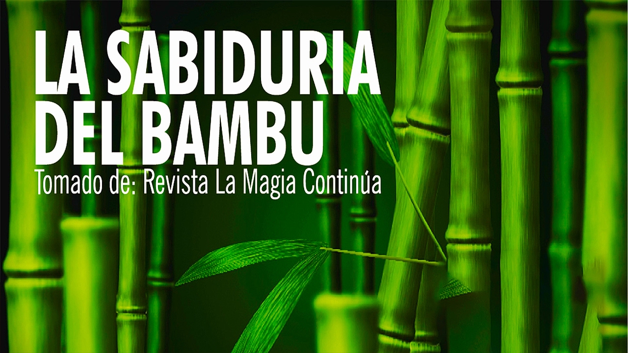 Reflexión El bambú Japonés Motivacion Superación Personal - YouTube