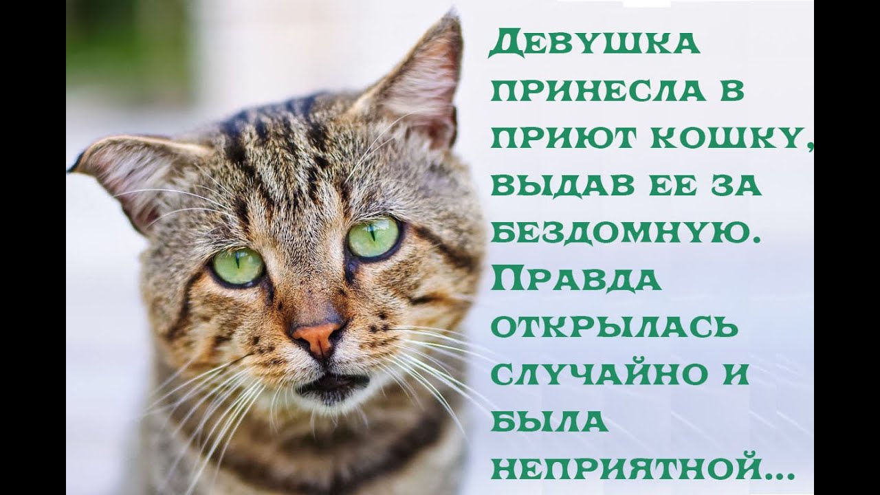 Девушка принесла в приют кошку заявив что она бездомная Правда