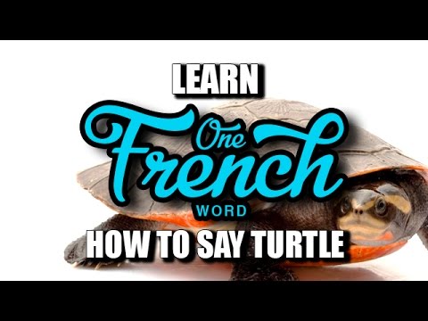 Learn one French word - How to say - Turtle - YouTube