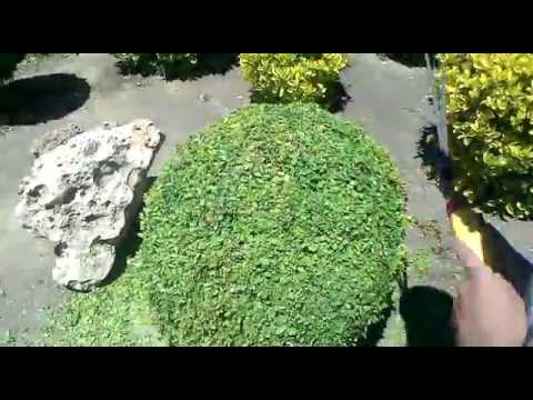 Poda artística de boj en forma redonda - YouTube