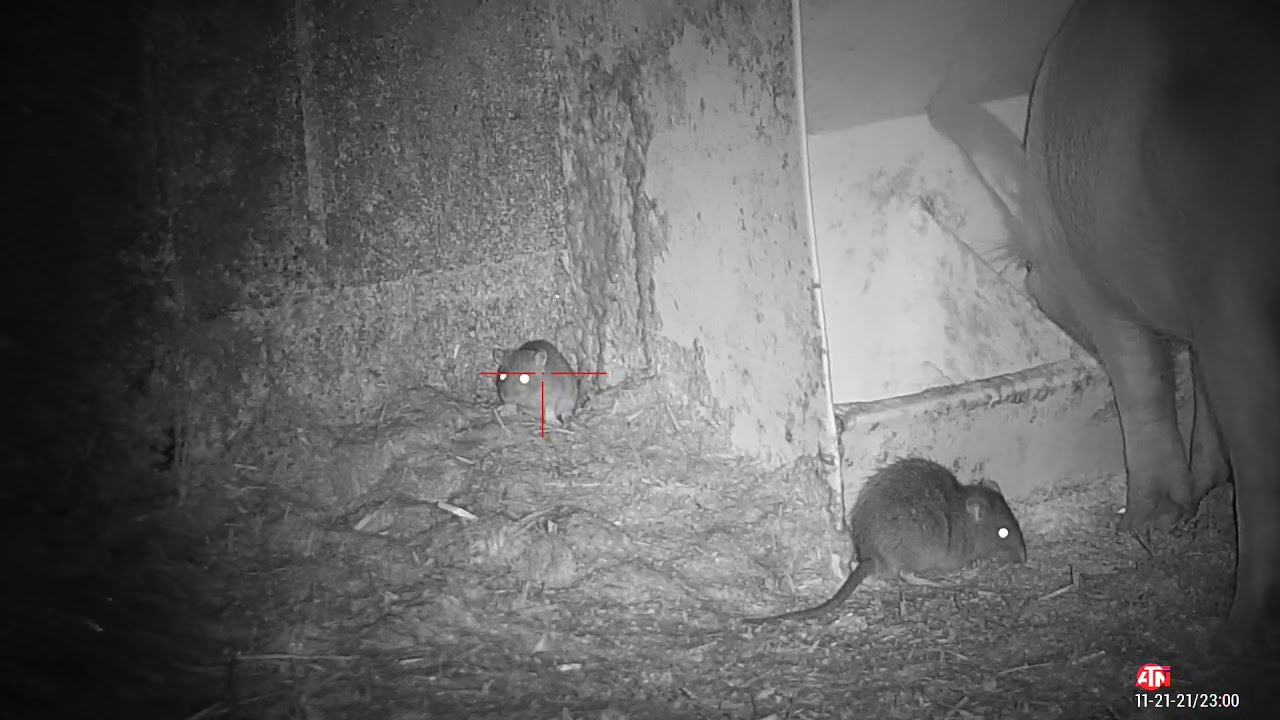 rat shooting at the pig farm part 2 - YouTube