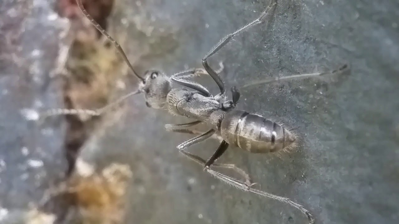 The striated bispinous ant (Diacamma sp.) - YouTube