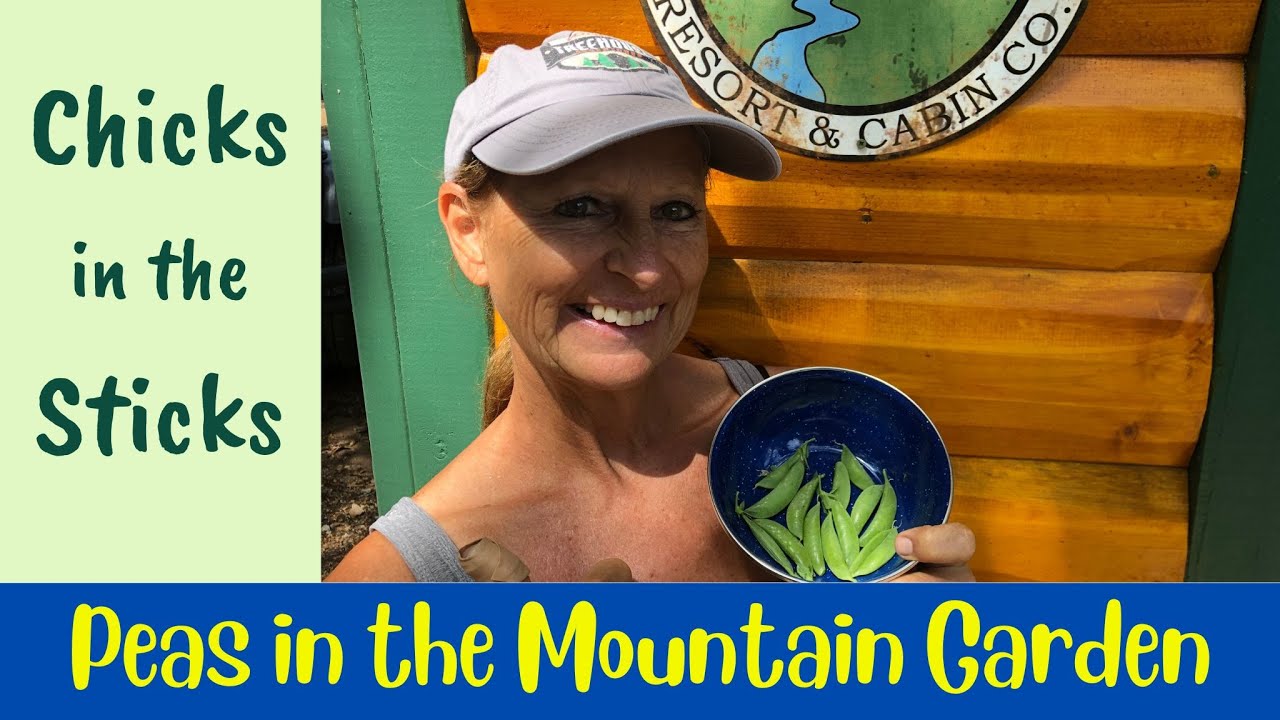 Peas Please - Peas Growing In The "Mountain Garden" - YouTube