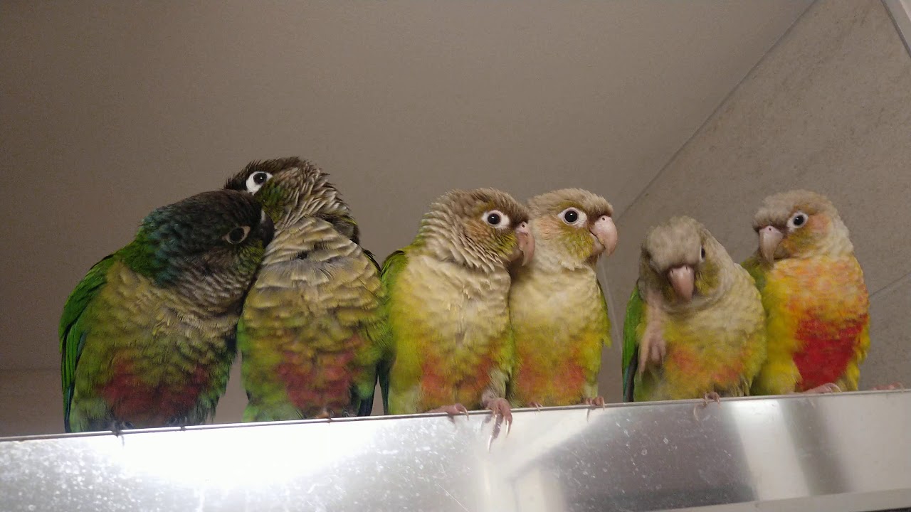 Conure ripeness chart - YouTube