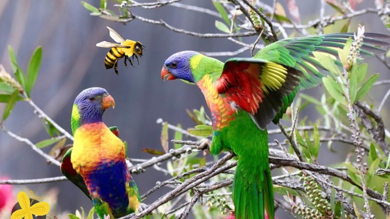 Lorikeets & Bees Feasting on Nectar – Nature’s Beauty Up Close. - YouTube