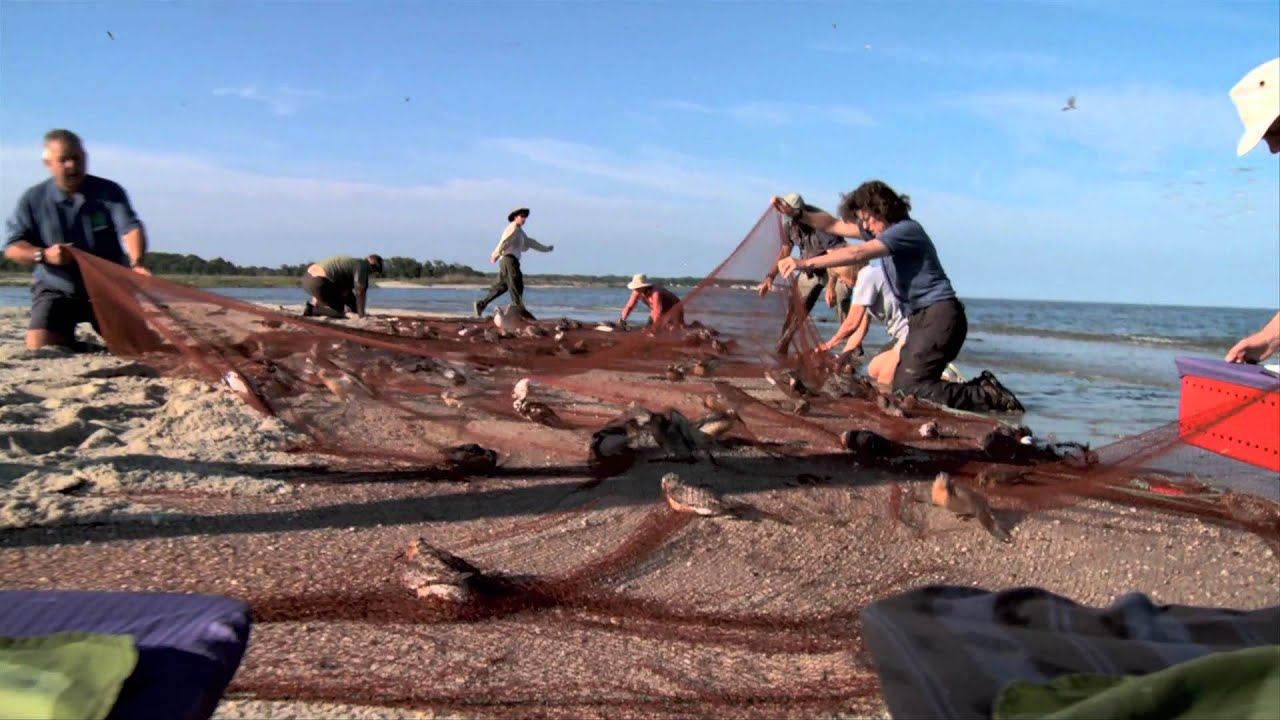 Delaware Bay Shorebird Project - YouTube