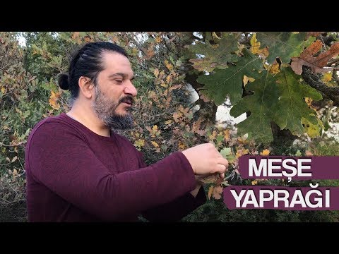 Küflenmeyi Önleyen Meşe Yaprağı