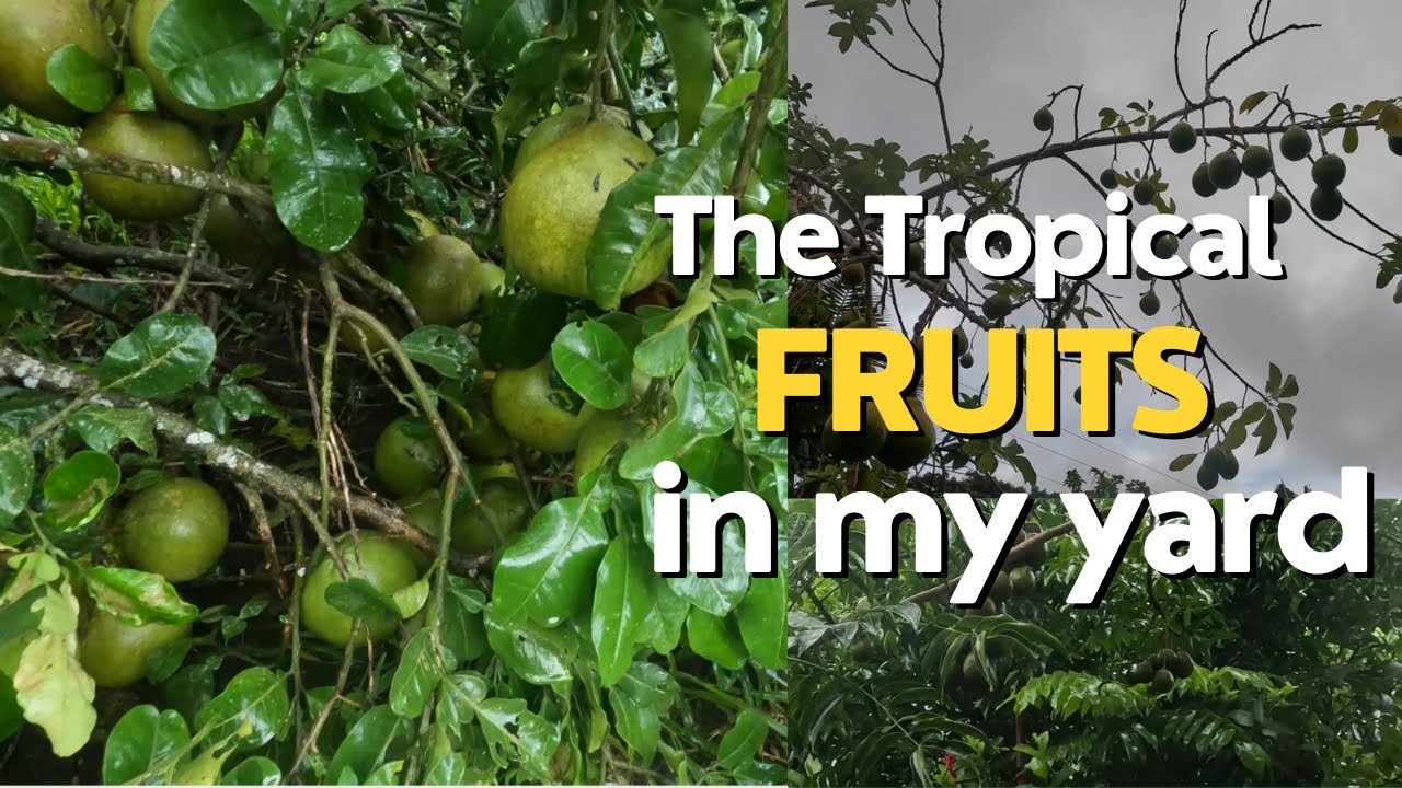 My Vanuatu Backyard: A Tour of Tropical Fruits and Plants - YouTube