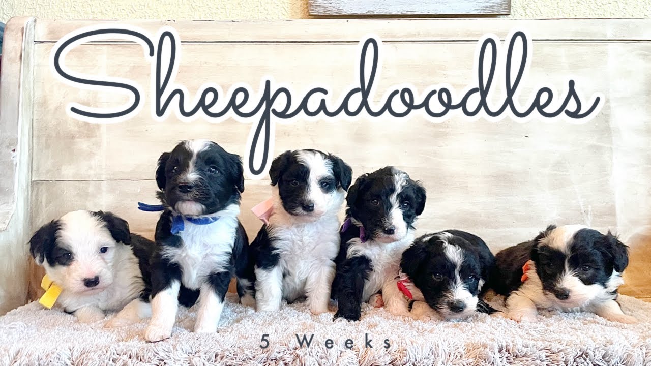 Panda Puppies! || Sheepadoodles || Poppins & Banks || 5 wks || # ...