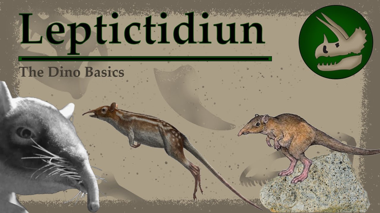Leptictidium | The Kangaroo-legged Shrew | Dino Basics - YouTube