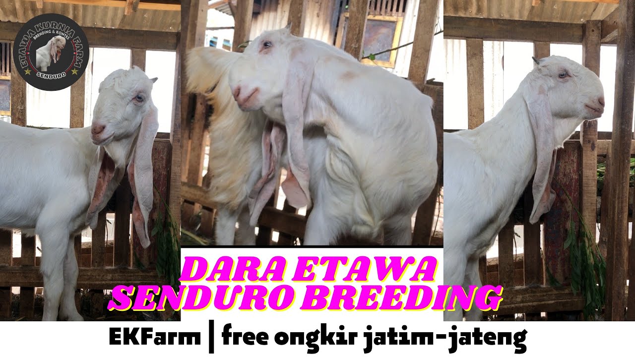 Kambing etawa senduro Dara Breeding | EKFarm - YouTube