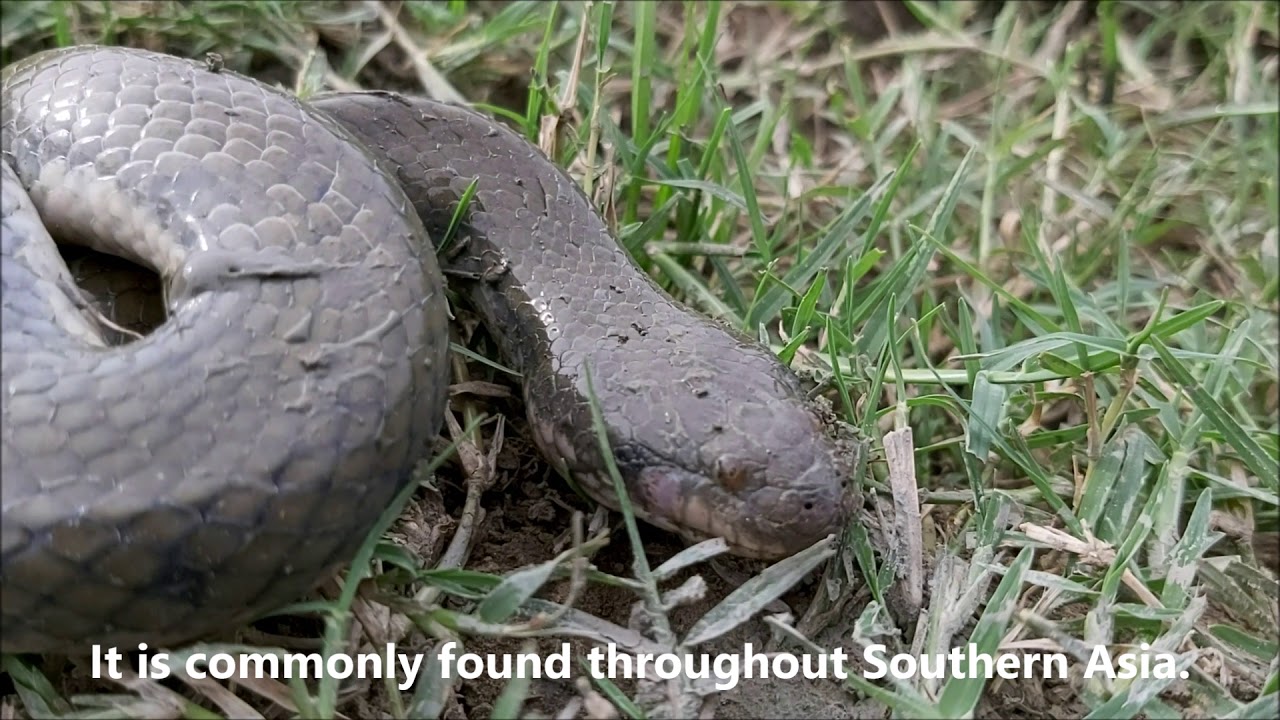Bjørn Ormstad: Hypsiscopus plumbea, Rice paddy snake - YouTube