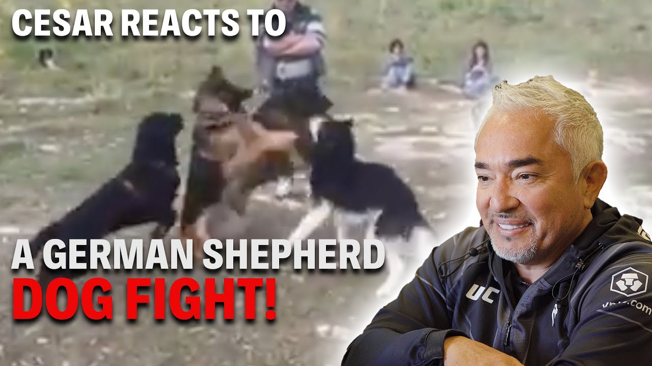 Reacting To A German Shepherd Dog Fight Gone WILD! | Cesar Reacts #5 ...